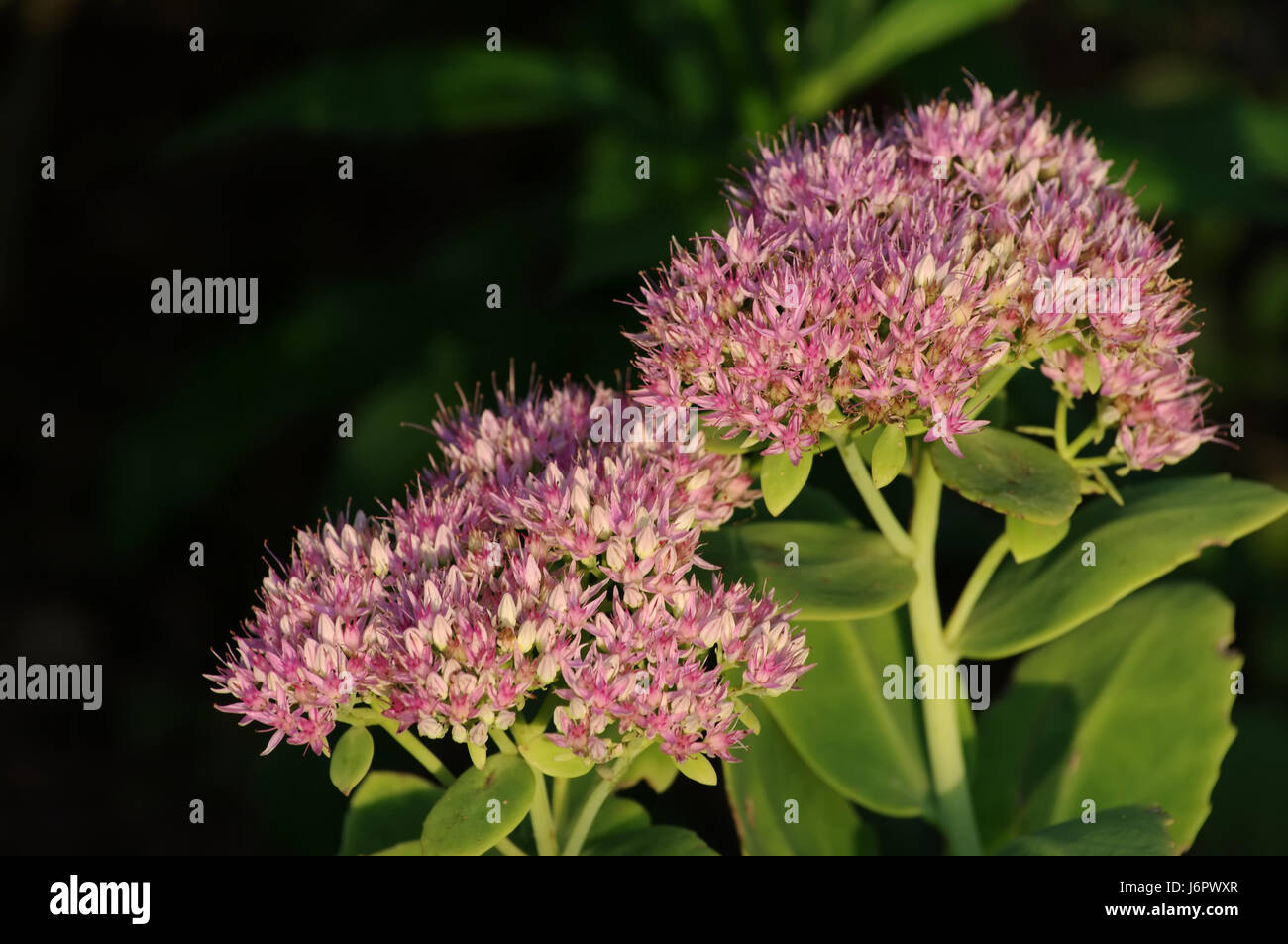 garden gardens shrub hen stonecrop garden plant flower rose green fauna ...