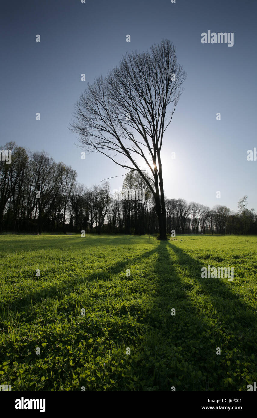 tree park counter-light meadow shaddow shadow shine shines bright ...