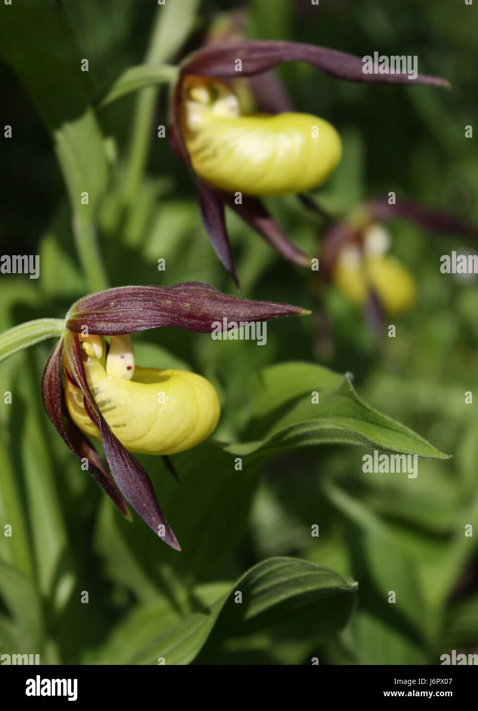 flower plant conservation of nature flora orchid protected sheltered ...