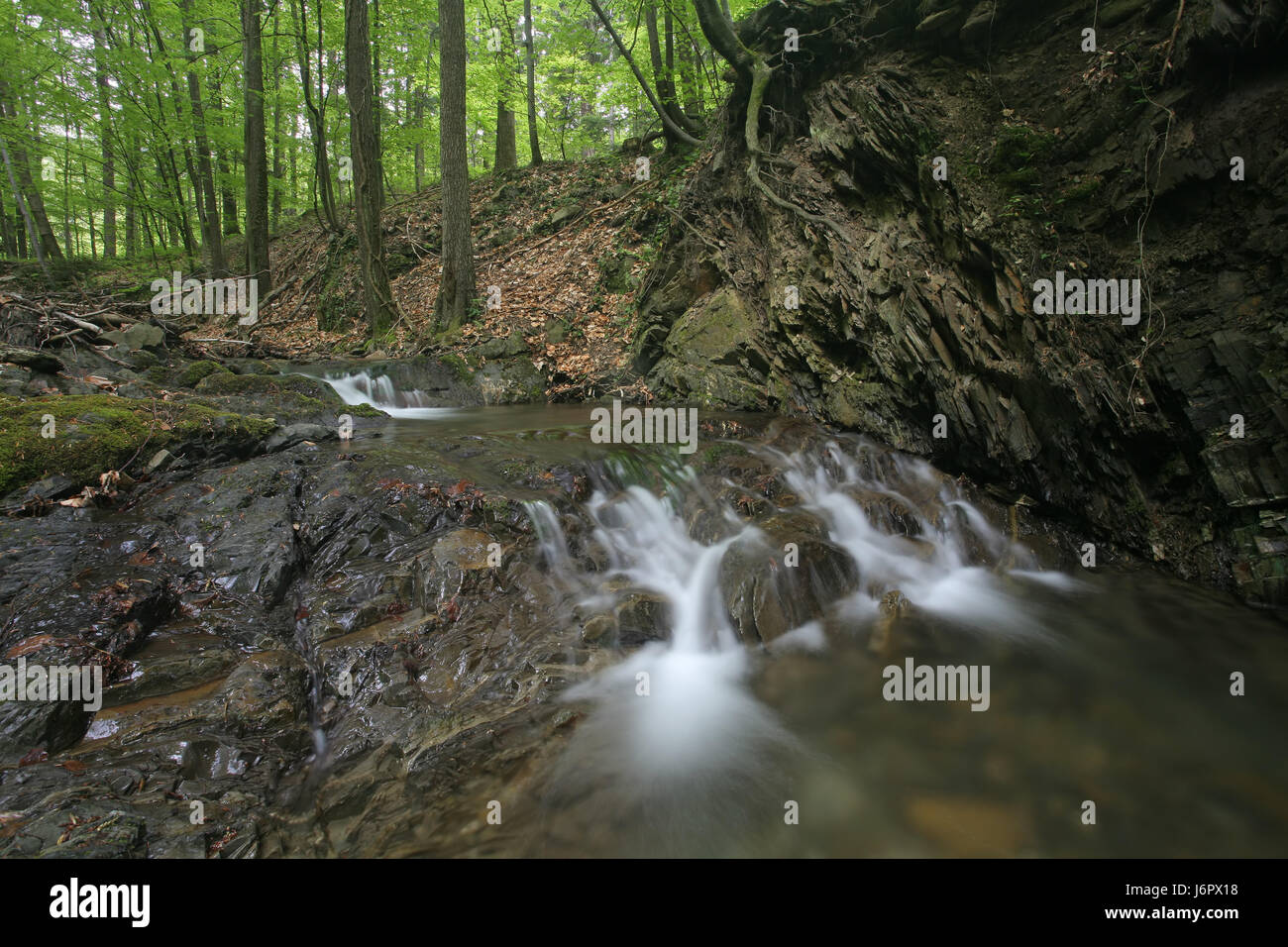 tree trees stream deciduous forest water tree trees flow waters green ...