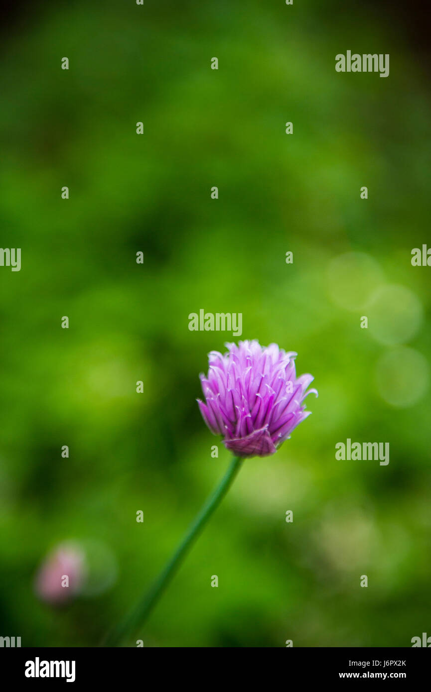A single chive flower Stock Photo - Alamy