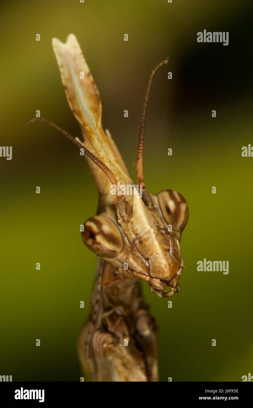 Carnivorous creatures hi-res stock photography and images - Alamy