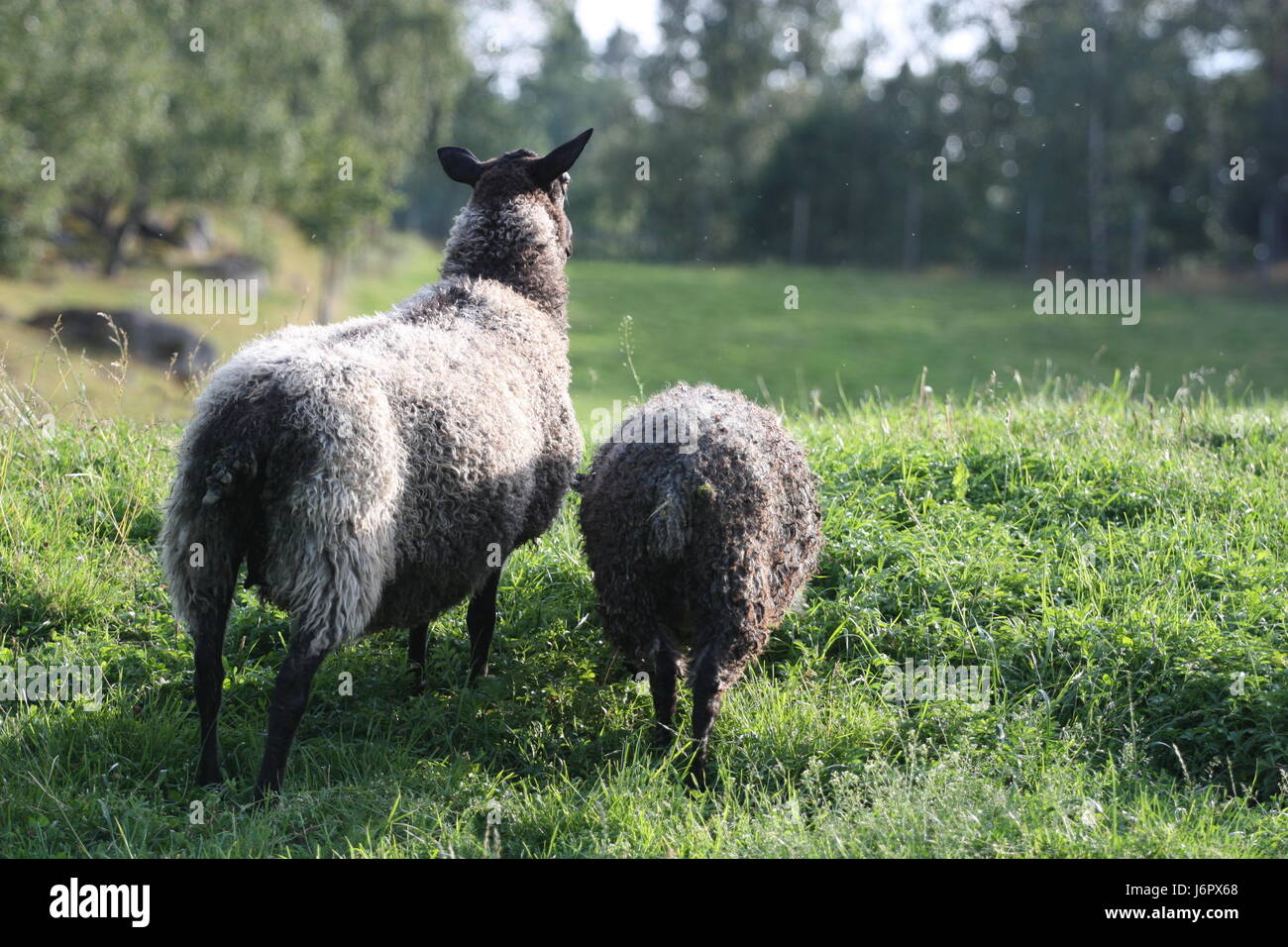 sweden sheep idyllic farm animal sheep (pl.) idyll meadow willow shine ...