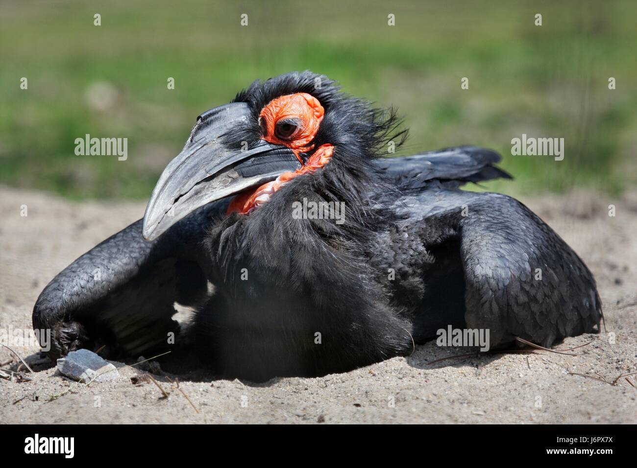 bird africa birds freedom liberty beak vertebrate raven beaks bird ...