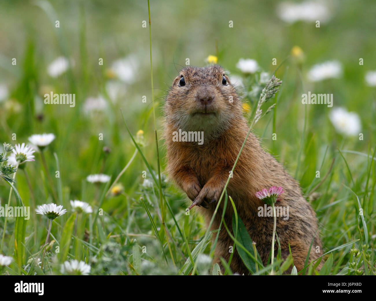 rodent spermophilus teeth cave curious nosey nosy rodent steppe excited ...