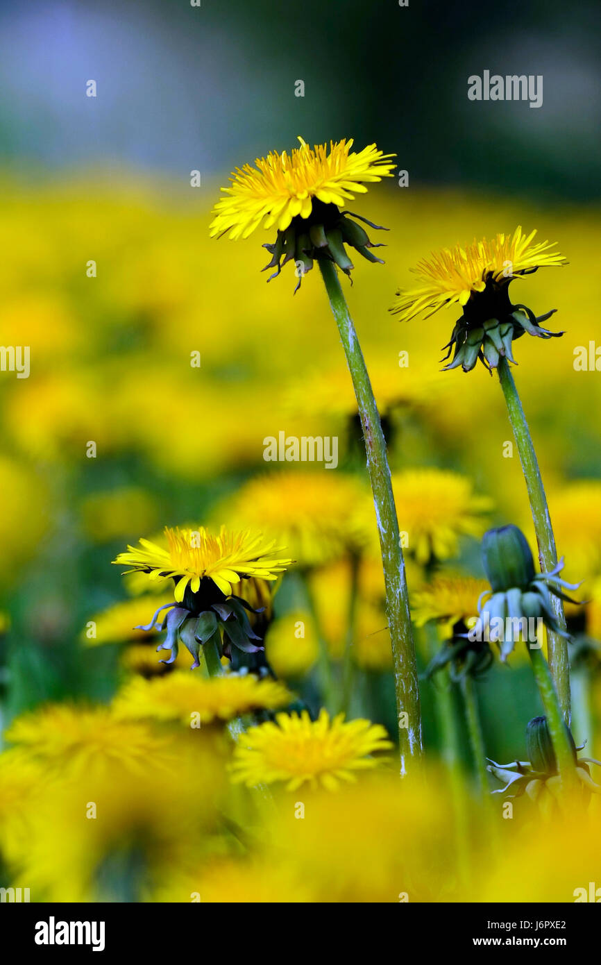 flower plant bloom blossom flourish flourishing leaves spring stalk ...