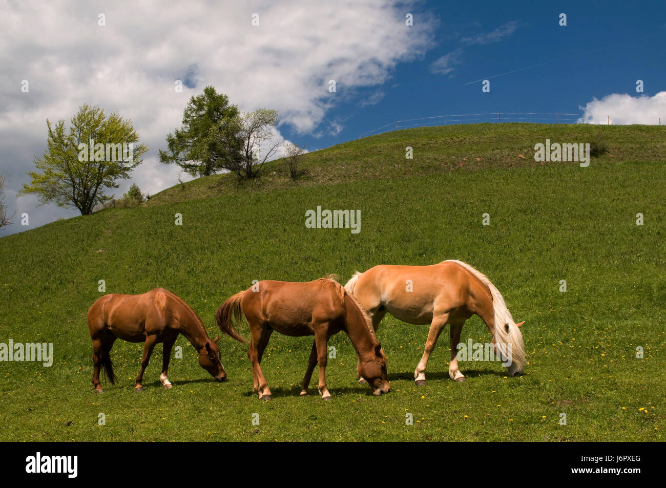 Farm animals horse hi-res stock photography and images - Alamy