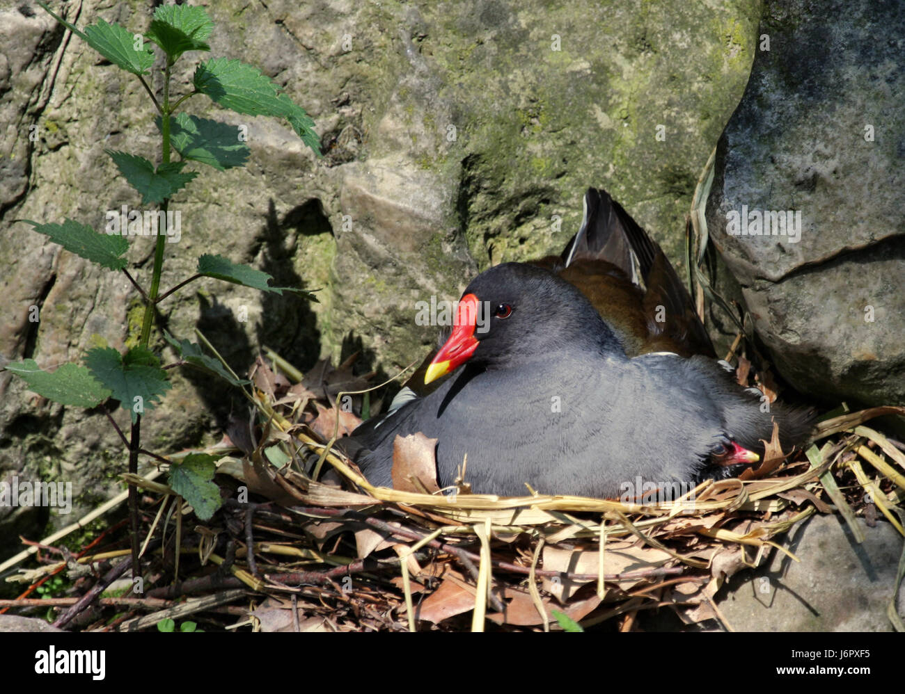 bird birds nest chicken spawn bird birds nest chicken spawn teichhuhn ...