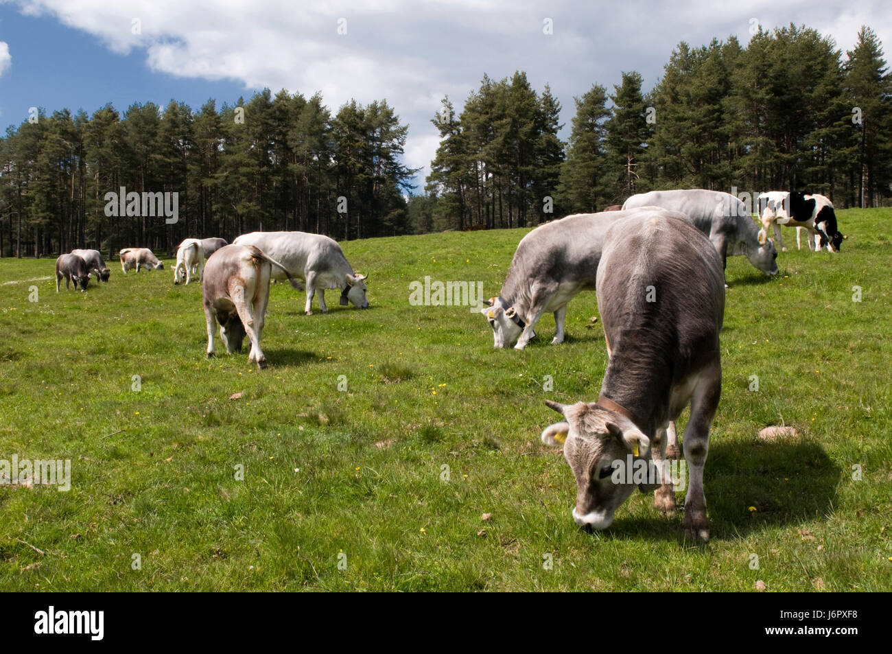 agriculture farming alp south tyrol freedom liberty cow farm meadow ...