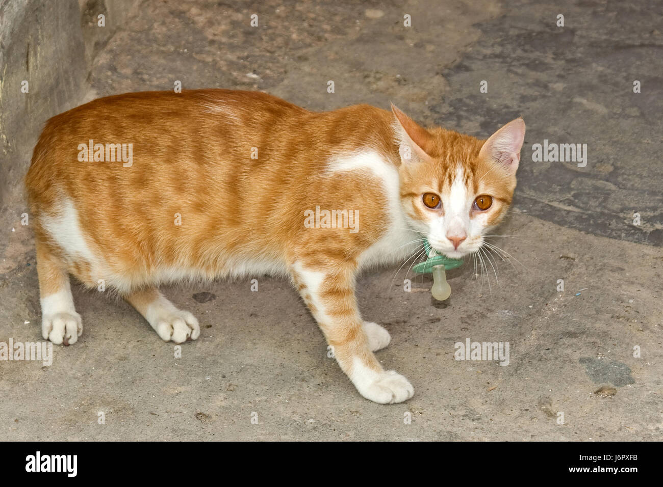 cat with pacifier Stock Photo - Alamy