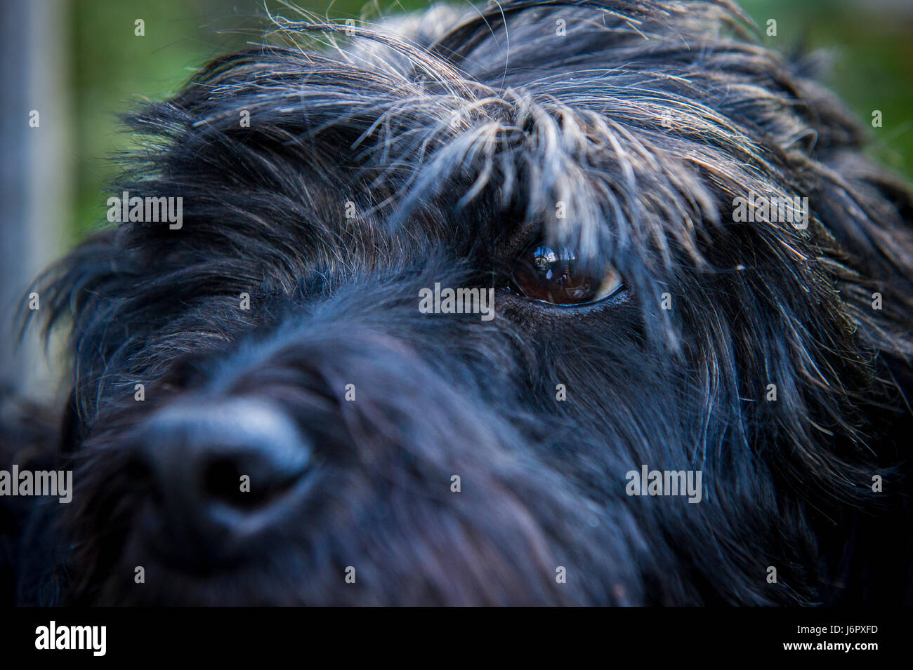 Close up of a dog's eye Stock Photo - Alamy