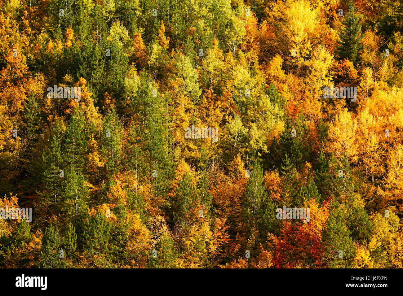 season forest fall autumn tree wood warm colored season colors colours ...