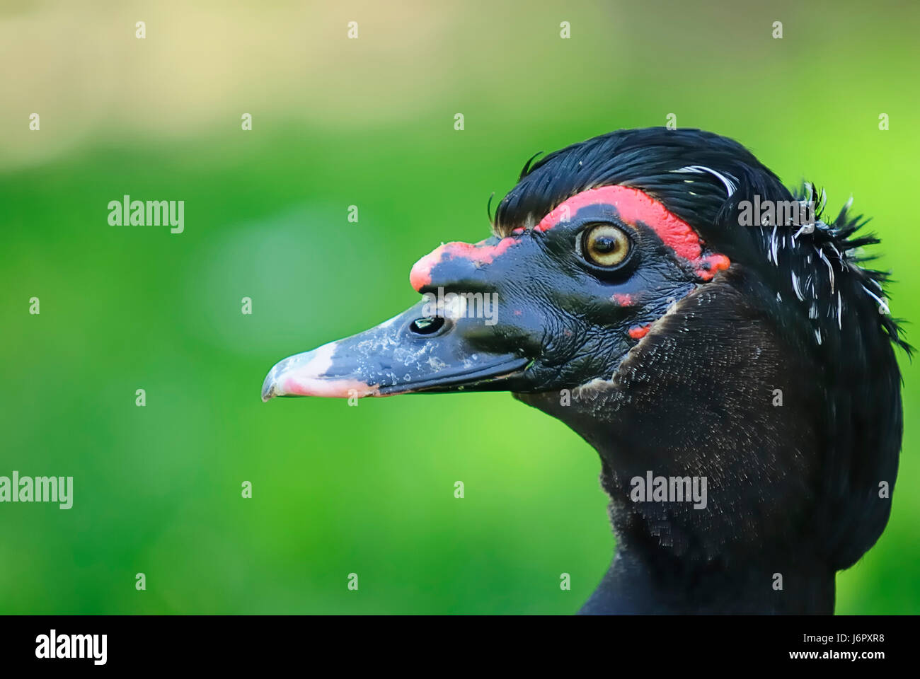profile bird birds look glancing see view looking peeking looking at ...