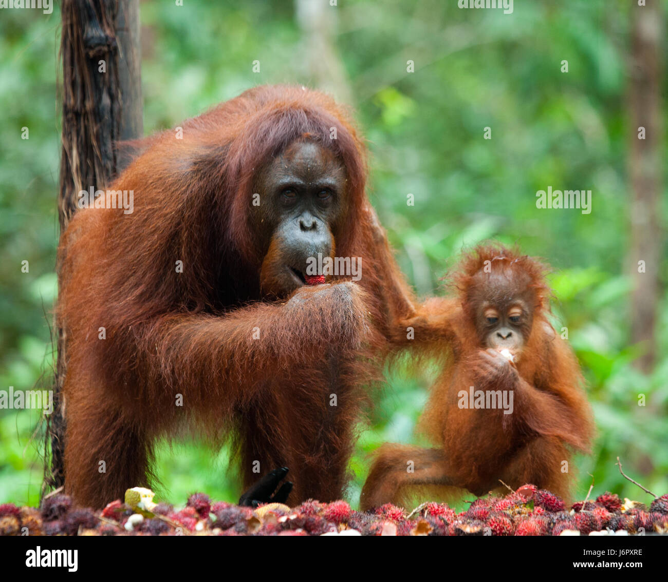 What Do Orangutans Eat