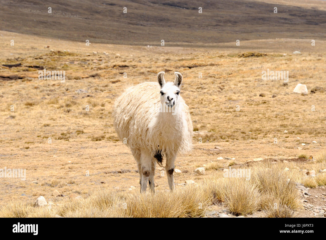 lama in the andes Stock Photo - Alamy