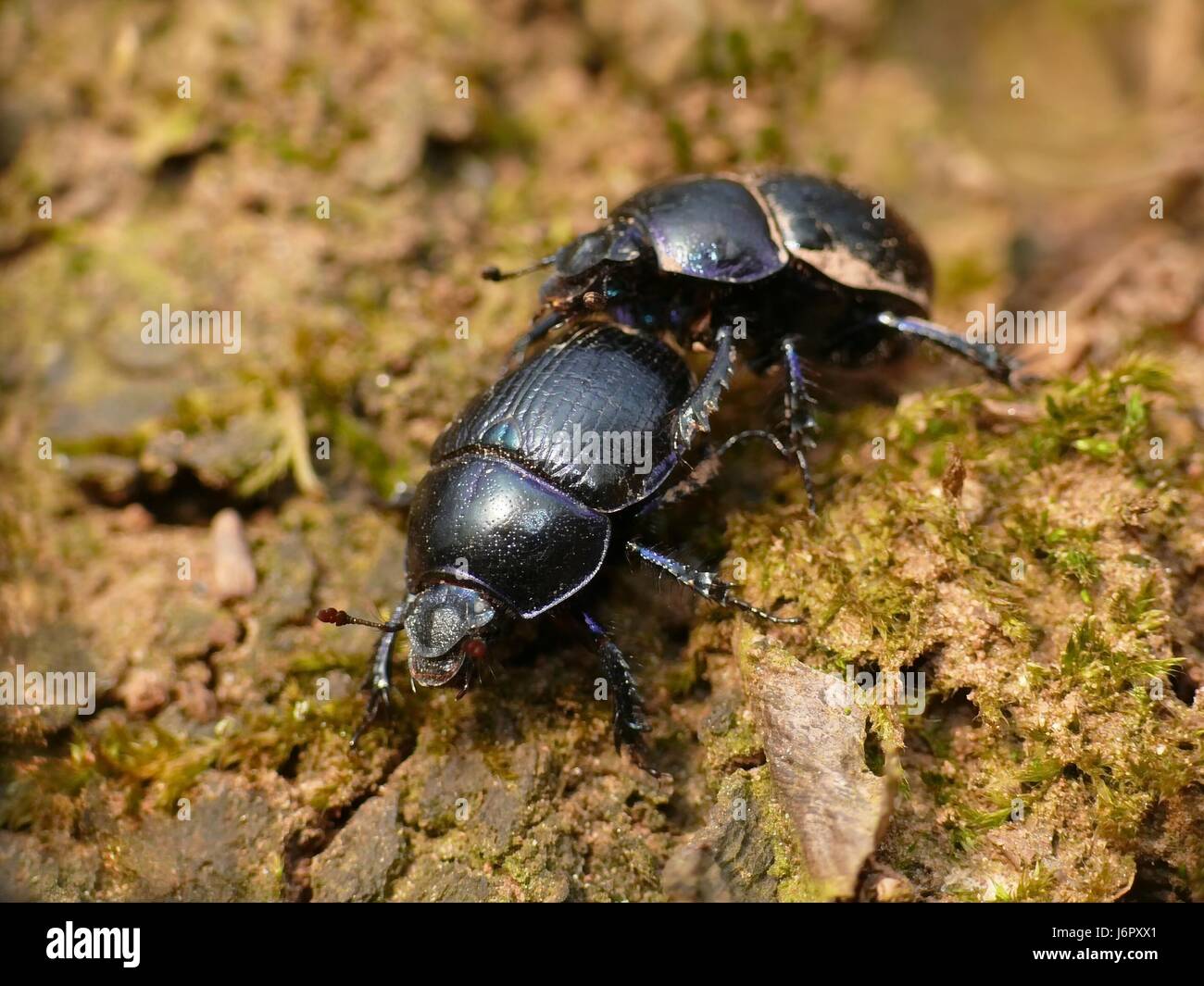 beetle mating mate dung beetle blue insects pine beetle bluish black ...
