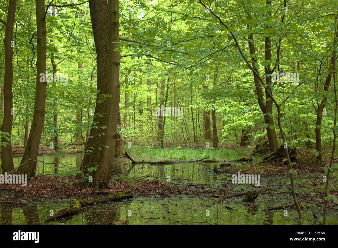 tree trees swamp reed blade moist cornstalk green wild reflection ...