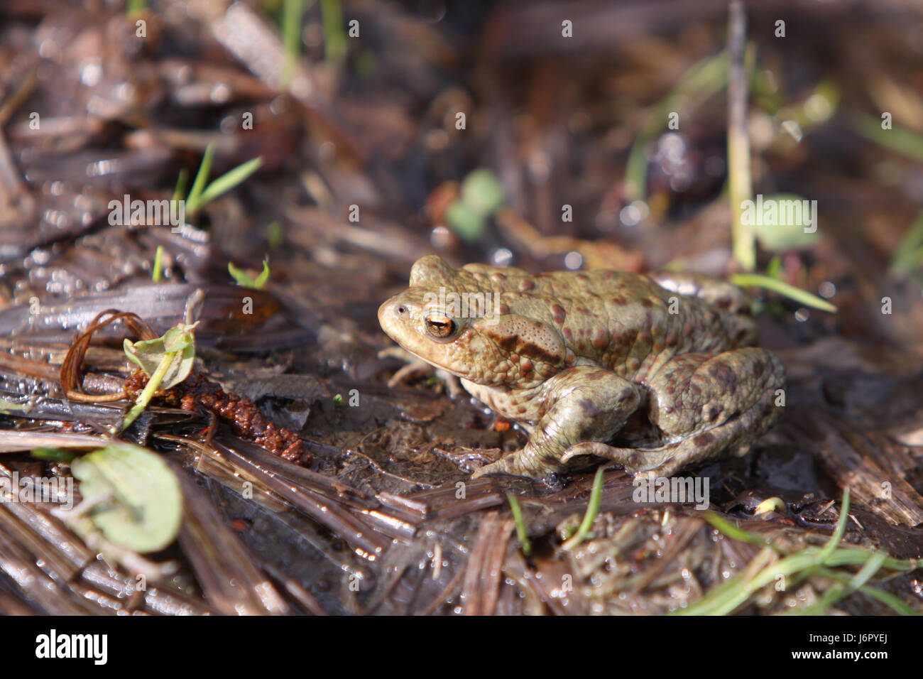 frog toads toad frogs waters amphibian amphibians frog toads toad frogs ...