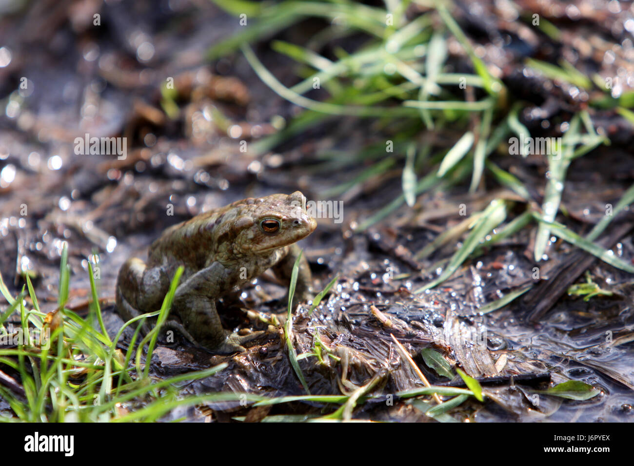 frog toads toad frogs waters amphibian amphibians frog toads toad frogs ...