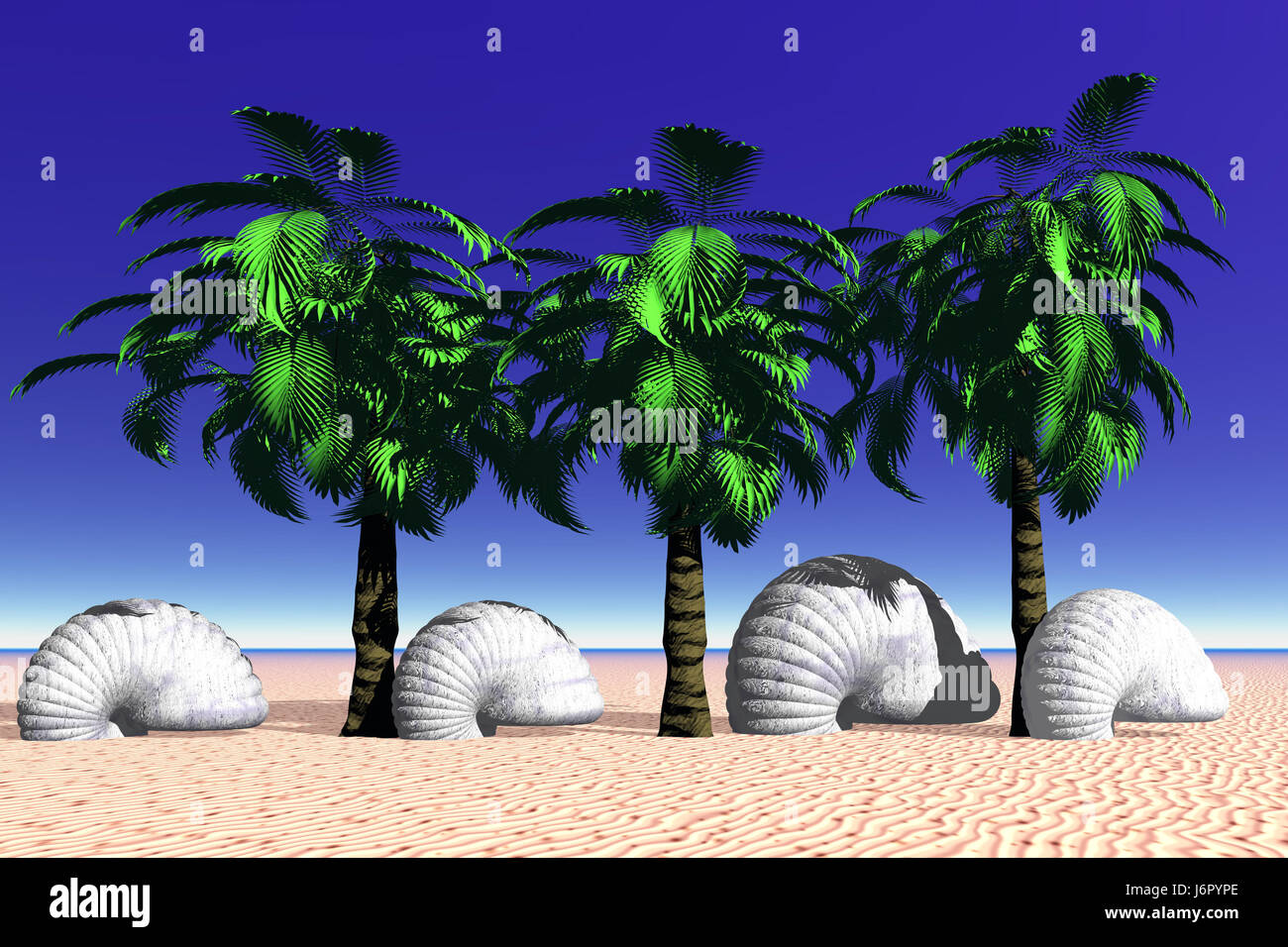 beach seaside the beach seashore shell palms oasis palm tree sandy ...