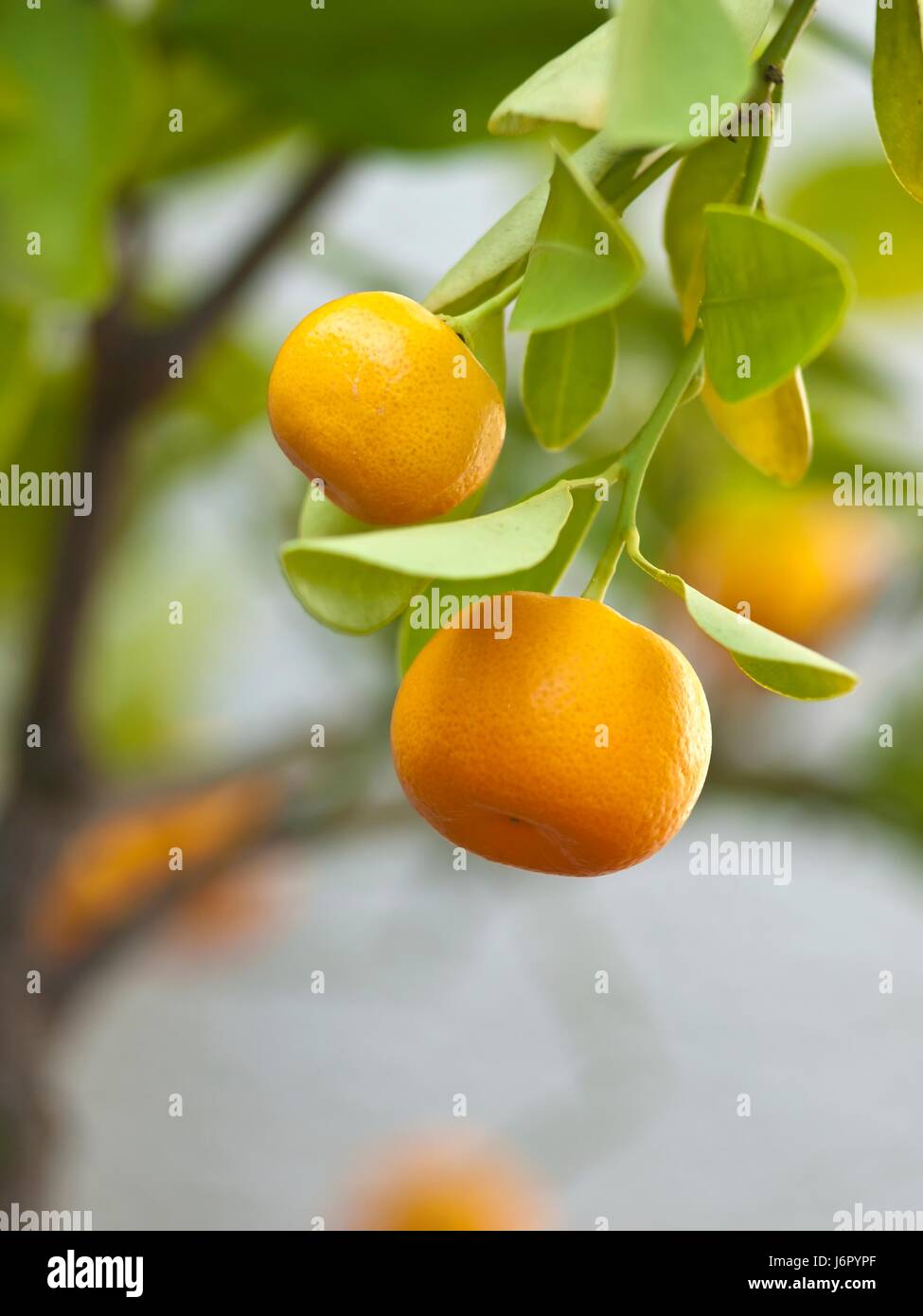 ripe fruit sour tangerine southern fruits hoarfrost yellow healthy ...