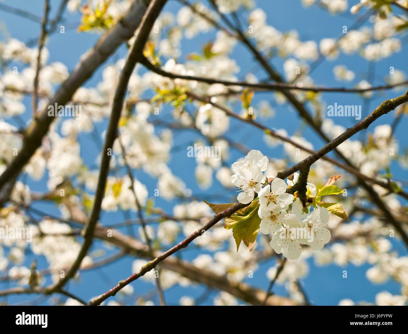 beautiful beauteously nice blank european caucasian cherry blossom ...