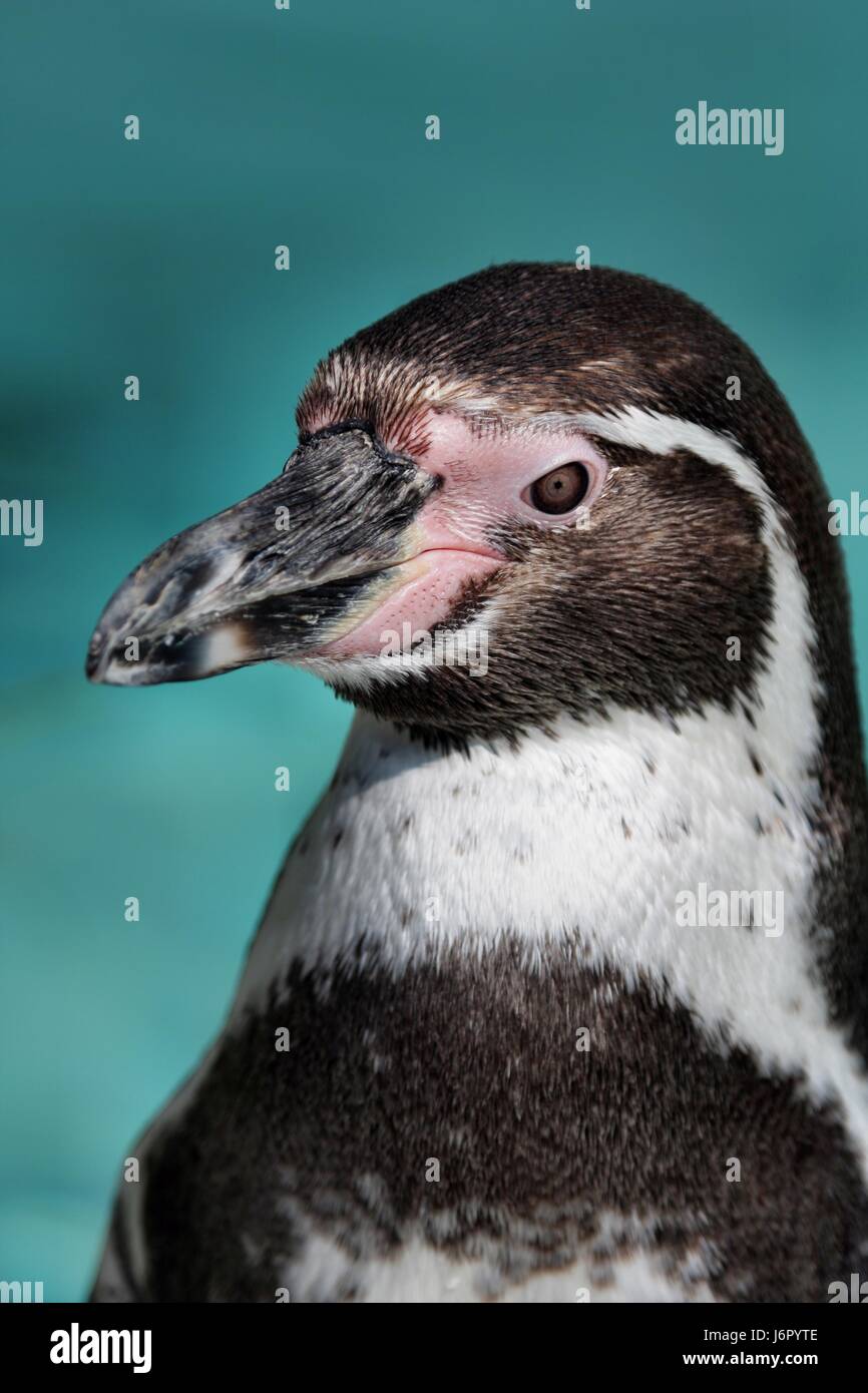 bird portrait birds look glancing see view looking peeking looking at ...
