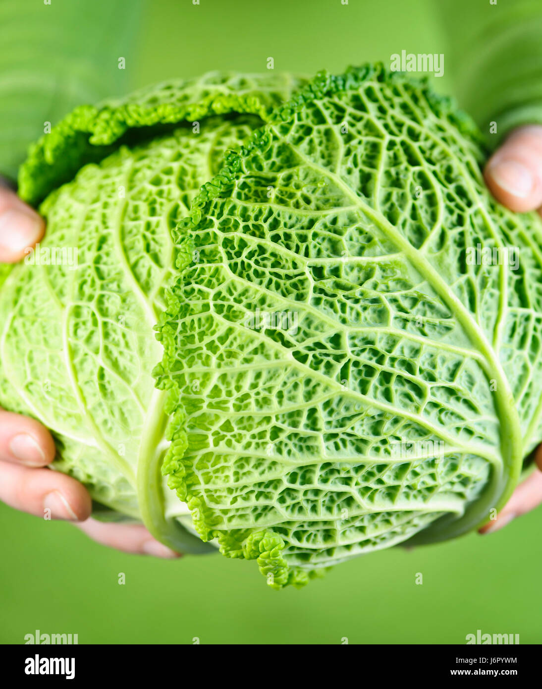 hand hands vegetable cabbage possession holding lawn green head woman ...