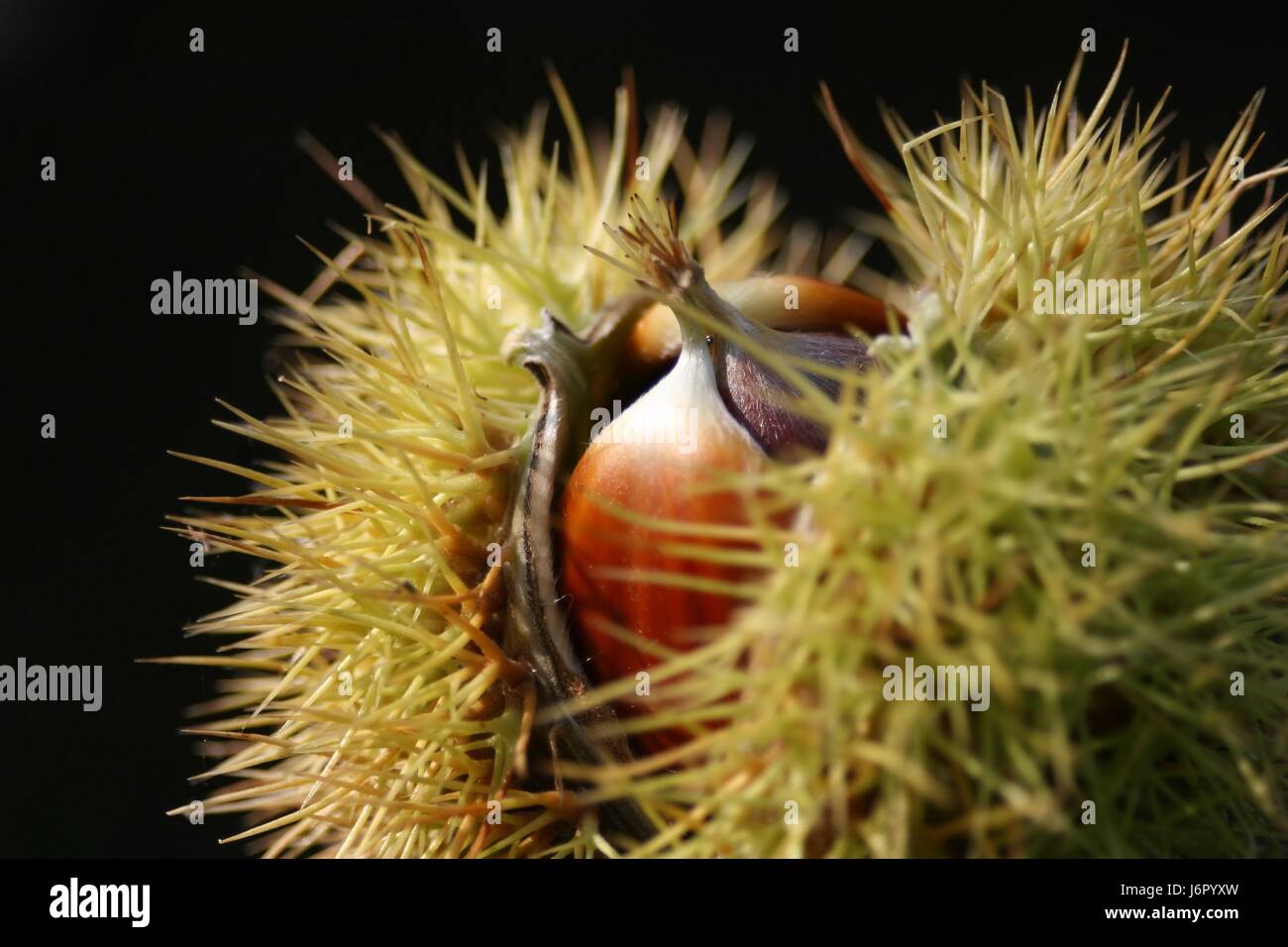 nut fruit of the sweet chestnut Stock Photo - Alamy