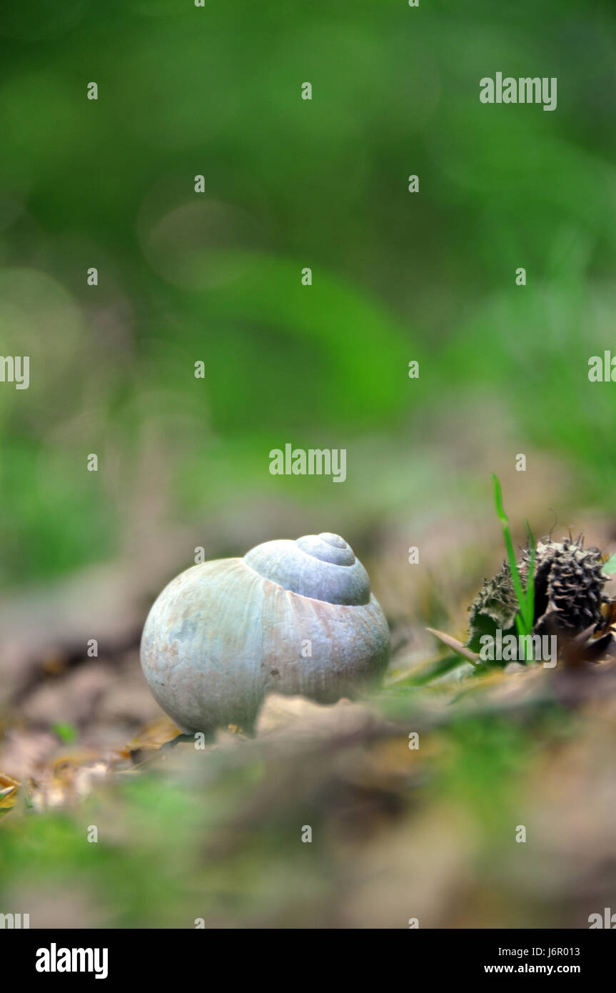 shell spring bouncing bounces hop skipping frisks jumping jump spiral ...