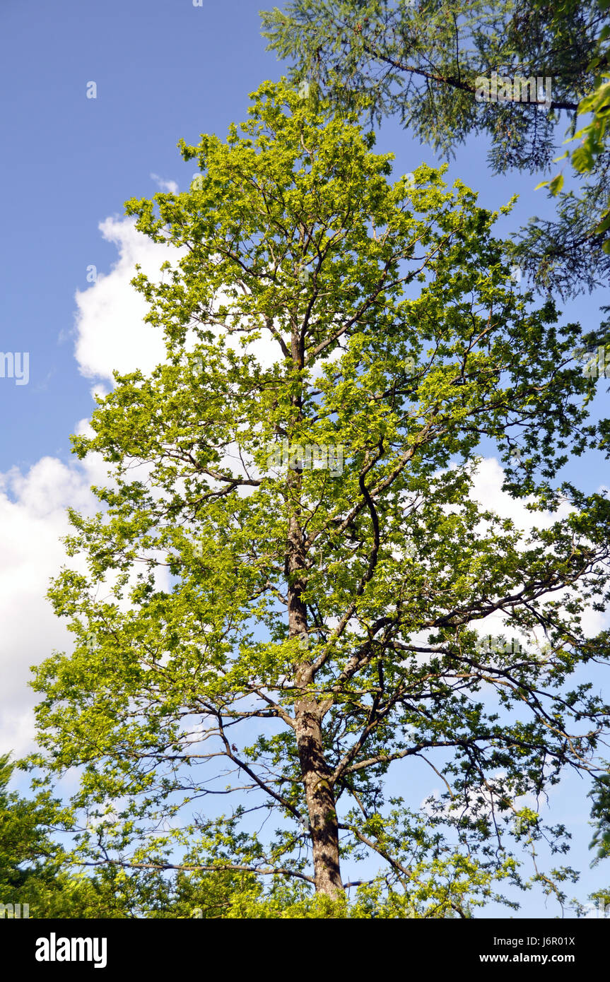 leaf leaves spring bouncing bounces hop skipping frisks jumping jump ...