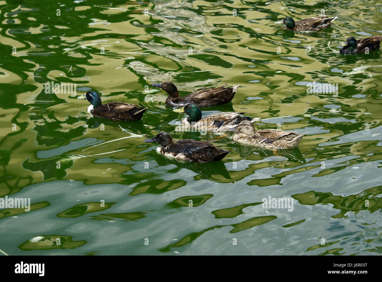 bird,duck,fresh water,lake,inland water,water,feather,ripple,squawk ...