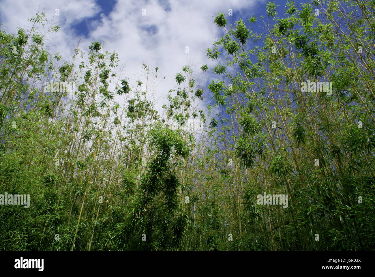 big large enormous extreme powerful imposing immense relevant tree ...