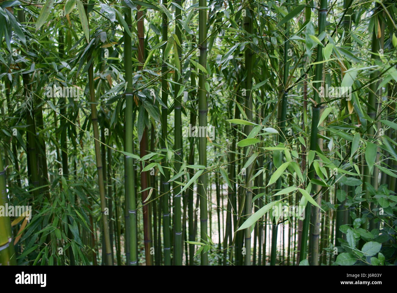 big large enormous extreme powerful imposing immense relevant tree ...