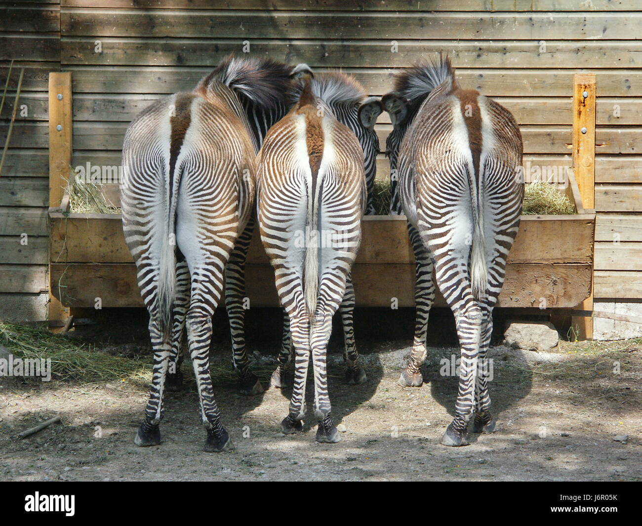 fodder ass symmetry zebra three zebras bum arse fodder ass symmetry ...