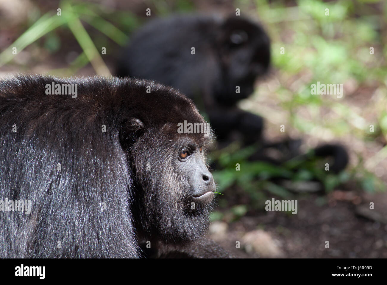 Mantled howler monkeys, ARCAS, Guatemala Stock Photo - Alamy