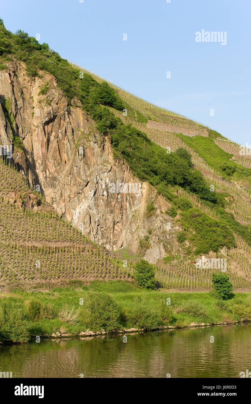 grapes vineyard mosel viticulture vine grape vine grape-vine mountain ...
