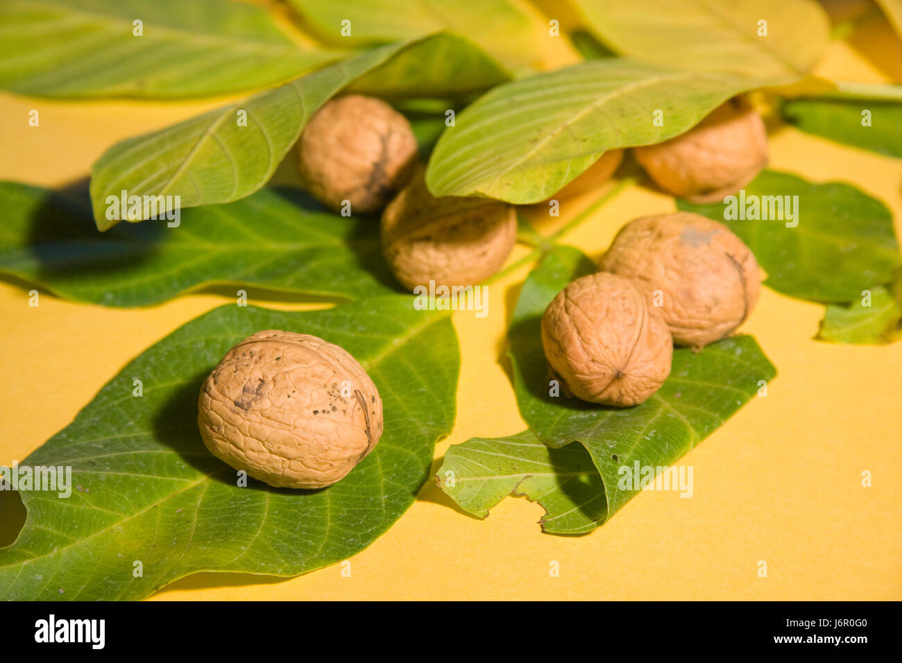 nuts walnut nature fall autumn food aliment leaf health detail vitamins ...