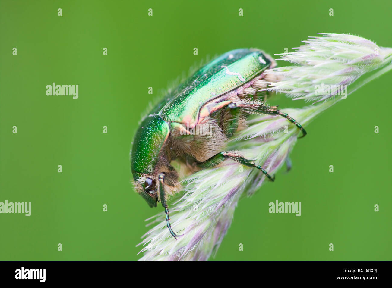 Gold insects hi-res stock photography and images - Alamy