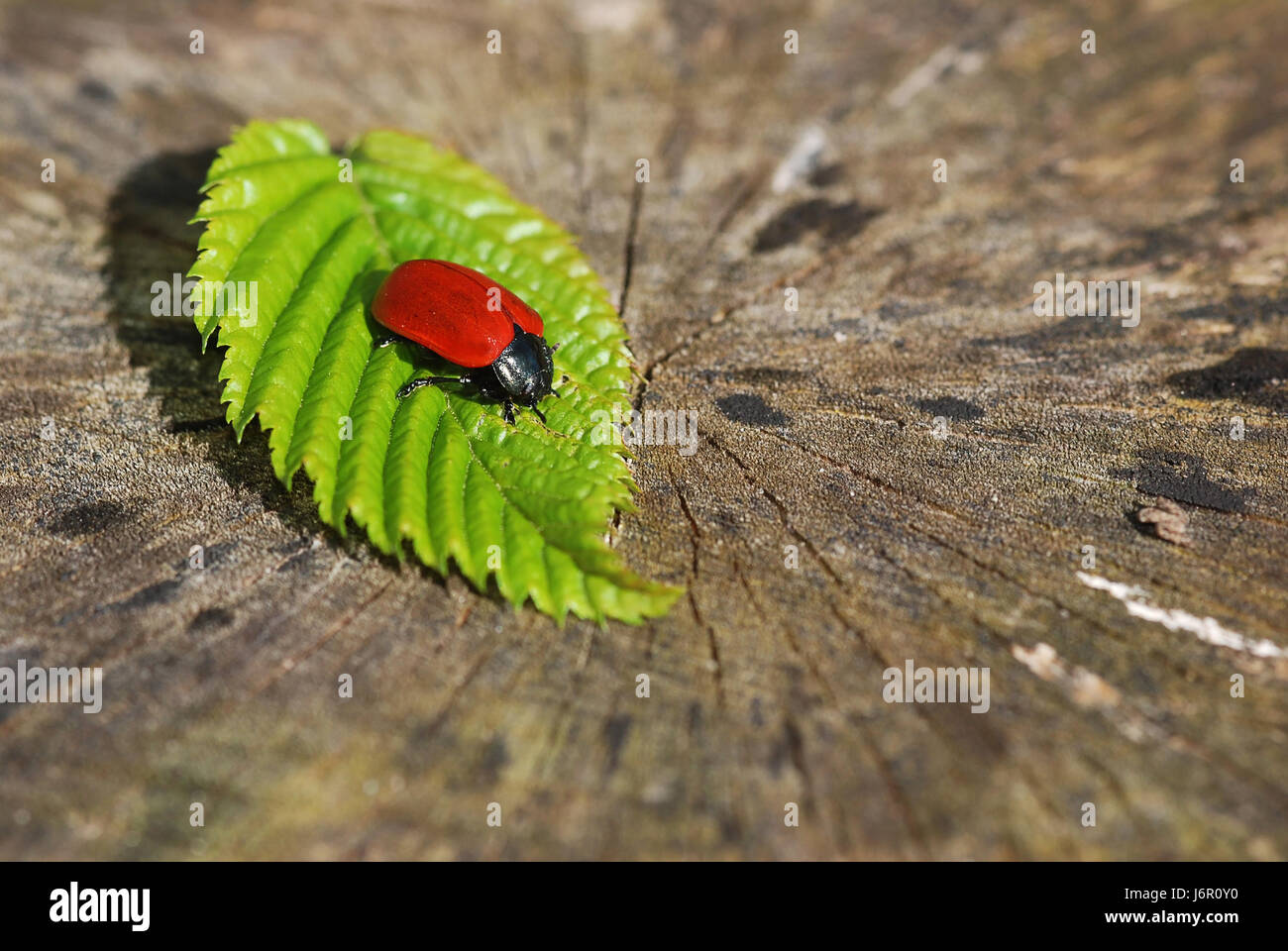 Lilienhahn hi-res stock photography and images - Alamy