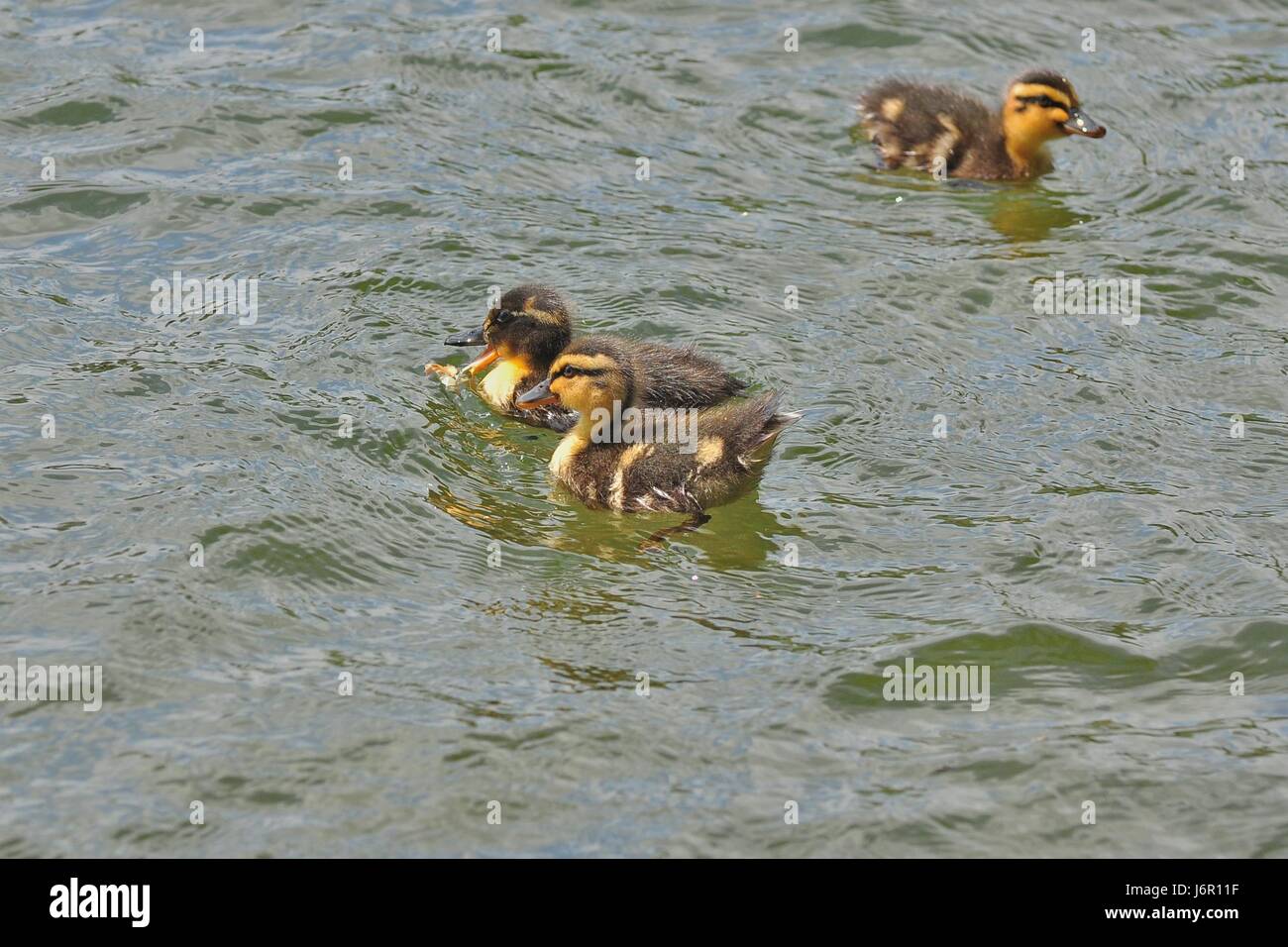 dunes duck young animal chick down waters brown brownish brunette beak ...