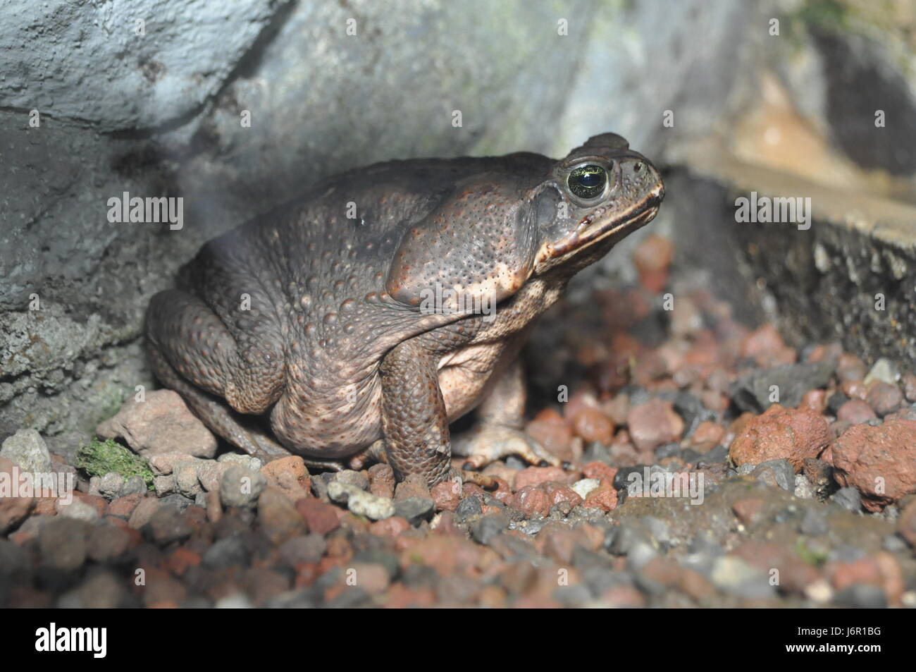 toad toxic poisonous brown brownish brunette australia central america ...