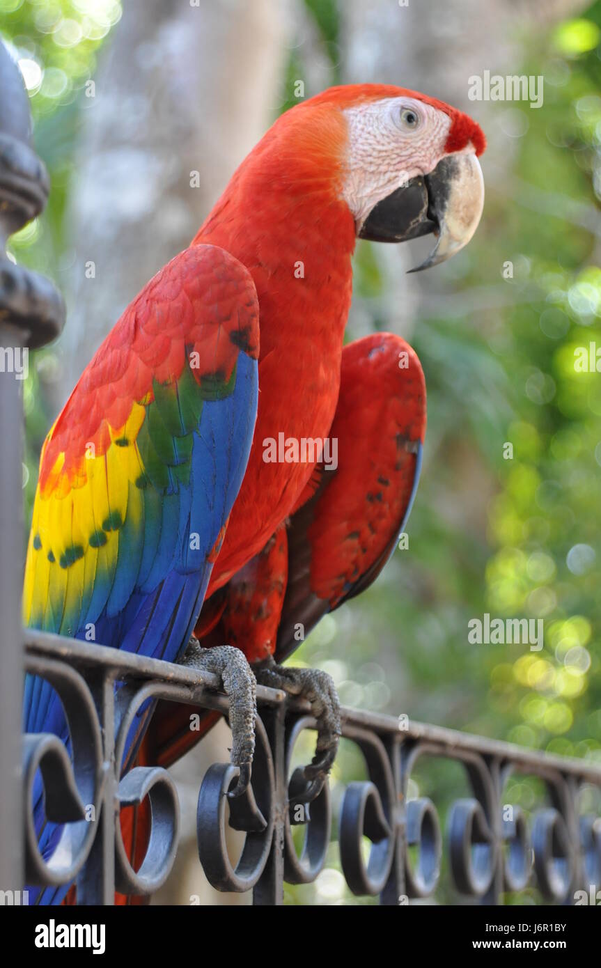 costa rica scarlet macaw Stock Photo - Alamy