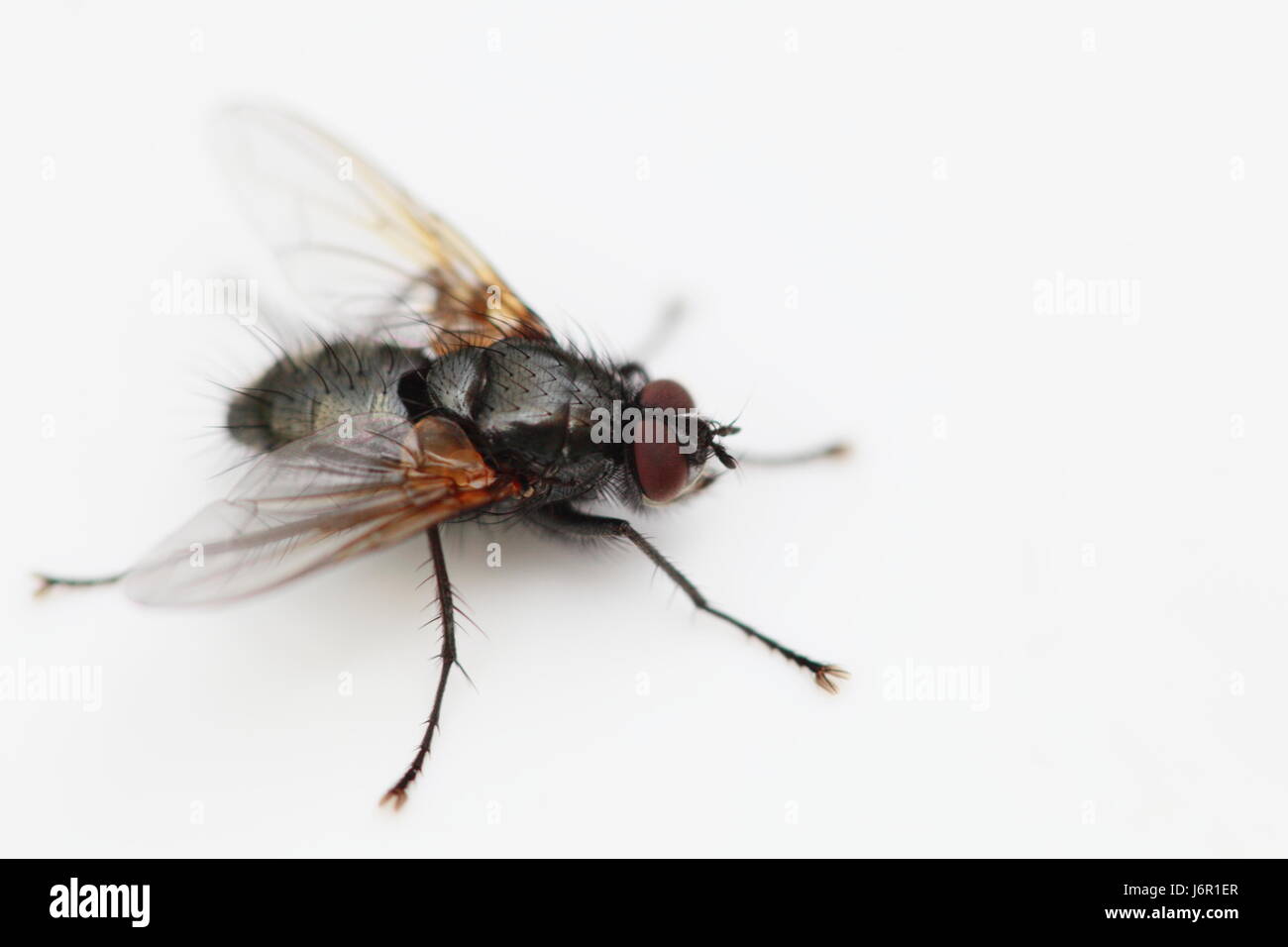 insect wing small tiny little short fly housefly put sitting sit macro ...