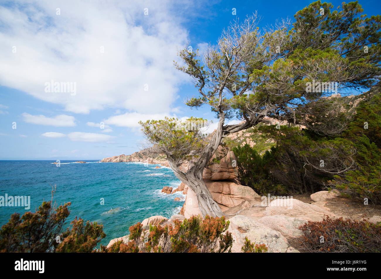 Juniper tree sunset hi-res stock photography and images - Alamy