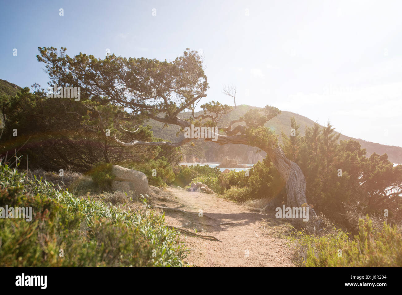 An amazing juniper tree at sunset grown on the coast of Sardinia, Italy ...