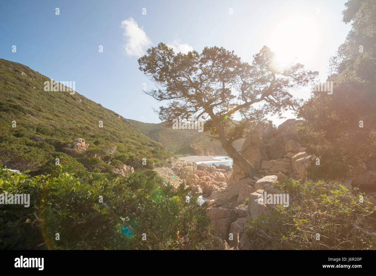 An amazing juniper tree at sunset grown on the coast of Sardinia, Italy ...