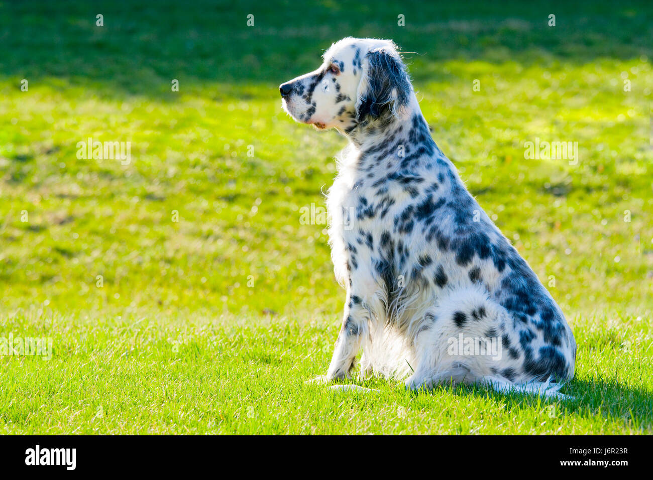 animal pet dog breed put sitting sit english setter meadow grass lawn ...