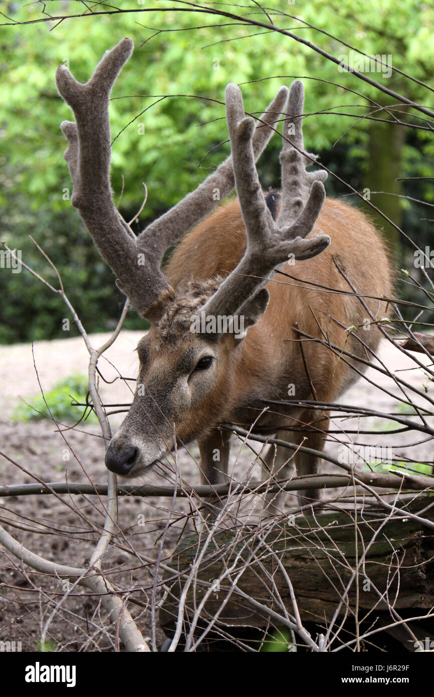 Phloem horns hi-res stock photography and images - Alamy