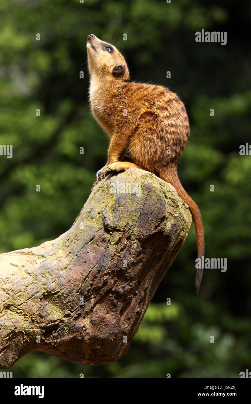 mammal mammals predator meerkat meerkats animal mammal africa watchful ...